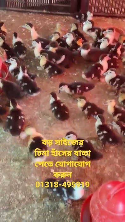 চিনা হাঁস Viral হাঁস দেশি খুলনা রাজা টাইগার মুরগি পালন পদ্ধতি বাংলাদেশ Chicken Bird