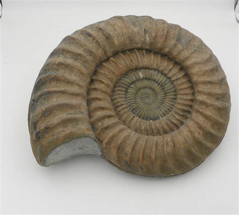 Ammonite Paracoroniceras Charlesi