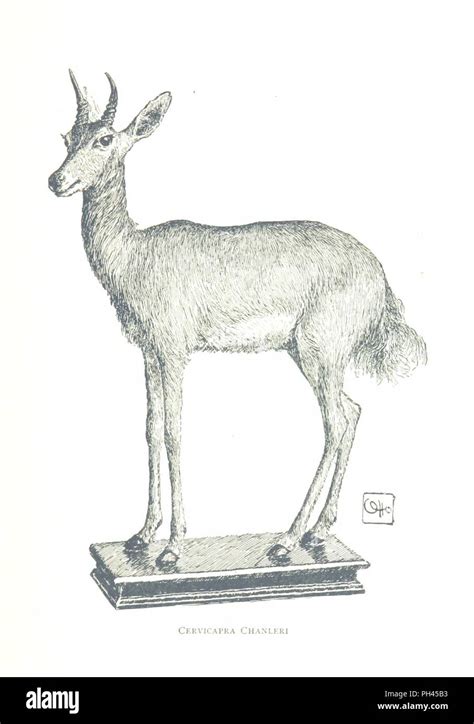 Image From Page 453 Of Through Jungle And Desert Travels In Eastern