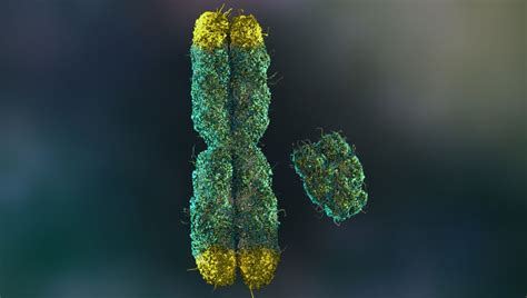 The Y Chromosome Is Slowly Disappearing But A New Sex Gene Could Bring