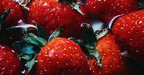 건강한 건강한 식생활 과일 과일 사진 과즙이 많은 농업 농작물 다이어트 달콤한 디저트 딸기 딸기 농사 딸기 식물 딸기 잼 맛있는 물 베리 시즌