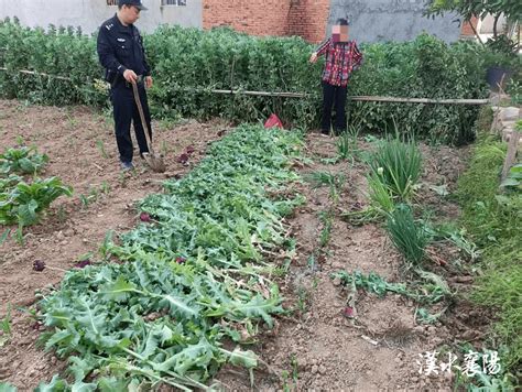 谷城一阿姨菜地种植33株罂粟 村民 禁毒 植物