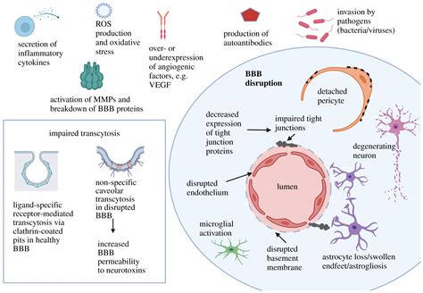 Diagram Blood Brain Barrier At Lenore Schwartz Blog