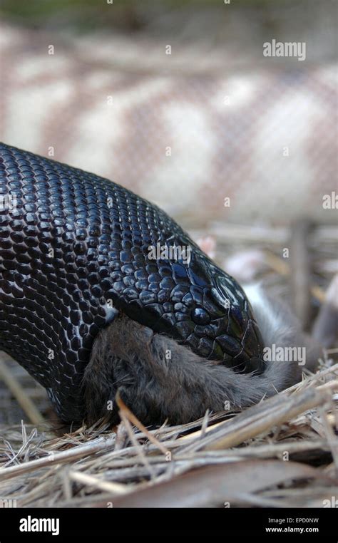 Australian Black Headed Python Aspidites Melanocephalus Swallowing A Black Rat Rattus Rattus