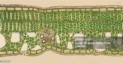 Leaf Cross Section Under A Microscope Drawing News Photo Getty Images