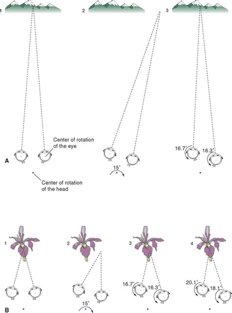 Control Of Eye Movements Neupsy Key
