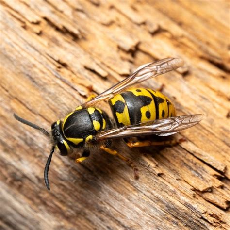 Wasp Nest Removal Bolton And Greater Manchester Fast Removal