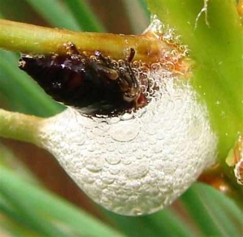 Pine Spittlebug Nymph Bugguidenet