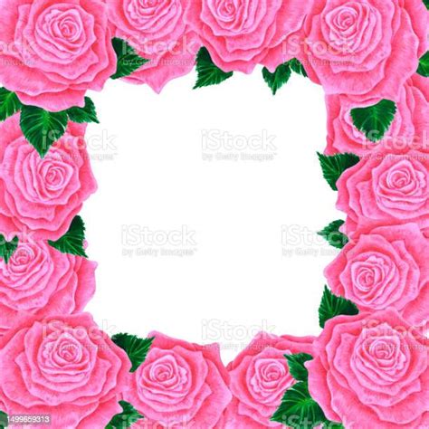 손으로 그린 수채화 핑크 장미 프레임은 흰색 배경에 분리되어 있다 초대장 엽서 포스터 책 장식 및 기타 인쇄물에 사용할 수