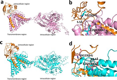 The Interaction Between Full Length β4 Subunit And Bkα Subunit In The Download Scientific