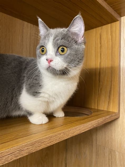 朵貓貓旅館/藍白曼赤肯妹妹貓 小白故事 幼犬貓買賣知識分享 合法寵物店 朵貓貓旅館/藍白曼赤肯妹妹貓 小白故事 幼犬貓買賣知識分享 合法寵物店