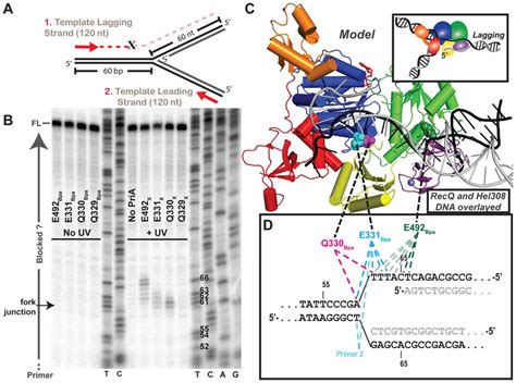 Primer Extension Labeling At Harry Pelfrey Blog