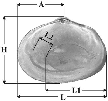 Placement Of Shell Measurements L Shell Length H Height A Download Scientific Diagram