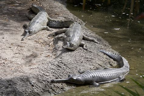 Indian Gharial Indian Gharial Gavialis Gangeticus Males Ca Flickr