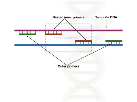 What Is Nested Pcr Rbiology