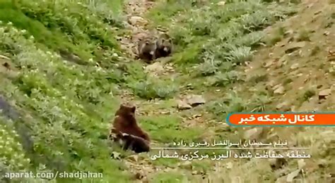 خرس مادر و سه توله اش