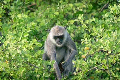 Wildlife In Yala National Park National Park Purple Faced Langur Or Semnopithecus Vetulus In