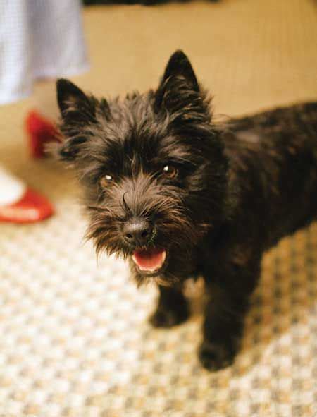 Toto Wizard Of Oz Breed