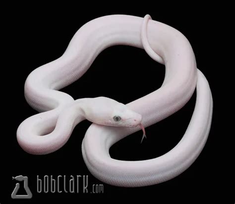 Super Phantom Reticulated Python By Bob Clark Reptiles