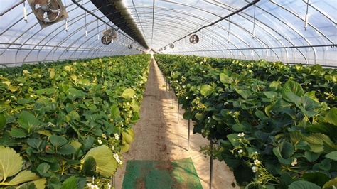 딸기 재배 성공 비결 엔도씰 사용은 필수 오스템바이오