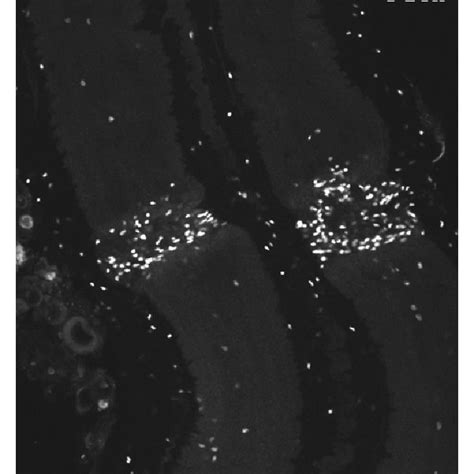 A Diagram Of Leech Nervous System Containing A Head Ganglion 21 Body Download Scientific