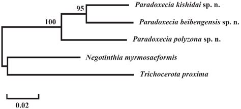 Neighbor Joining Nj Tree Of Genetic Distances Kimura 2 Parameter