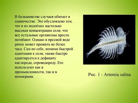 Экстремофилы Животные обитающие в воде с экстремальными значениями солёности презентация онлайн