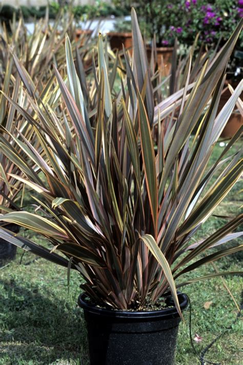 7 Dwarf Ornamental Grasses For Container Gardening ~ Bless My Weeds