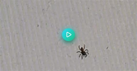 spider vs cursor album on imgur