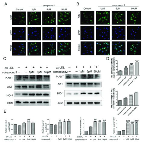 Effects Of Compounds 1 And 2 On Akt Nrf2 Ho 1 Signaling Pathway In Download Scientific Diagram