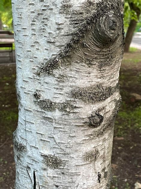 Premium Photo The Bark Looks Like Eyes Natural Design Tree Trunk Textured Bark