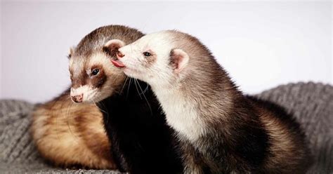 25 Razones Por Las Que Deberías Tener Un Hurón Como Mascota En Tu Vida