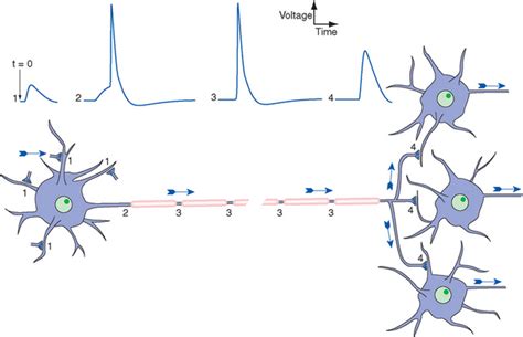Electrical Signaling By Neurons Neupsy Key