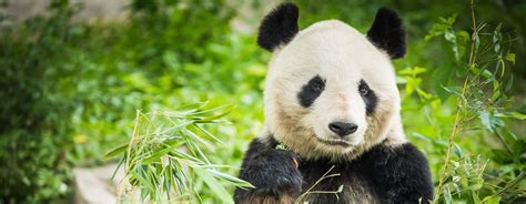 Iucn Red List Of Threatened Species Saving Earth Encyclopedia Britannica