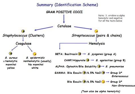 Staphylococcus Streptococcus Flashcards Quizlet