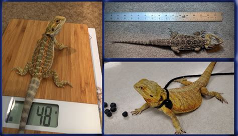 Bearded Dragon Sizes Chart At Jason Davies Blog
