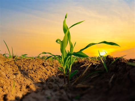 Crop Price Cycles Have A Habit Of Repeating Themselves By Terry