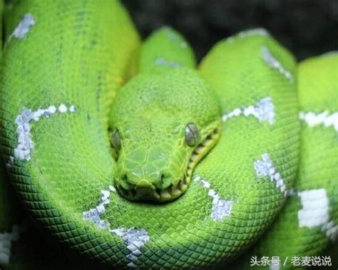說說出馬49每一個出馬仙都是在山林古洞修行數百年艱辛異常 每日頭條