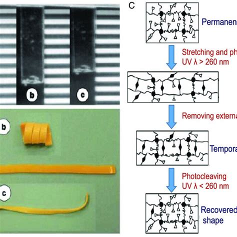 Shape Memory Effect Of A Grafted Polymer Film A Permanent Shape B Download Scientific