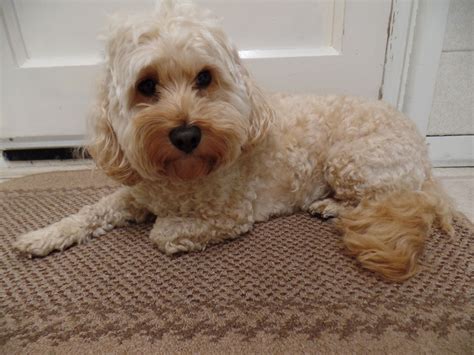 Blonde Cockapoo Clickasnap Cockapoo Dog Photos Cockapoo Dog