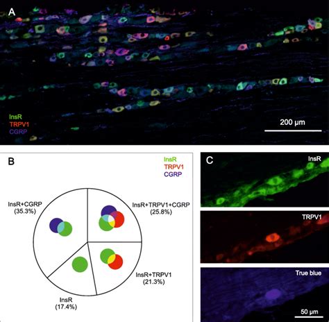 Immunohistochemistry In Rat Trigeminal Ganglion A Trigeminal Download Scientific Diagram