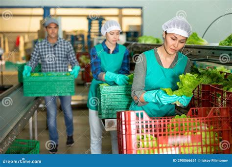 Women And Man Sorting Lettuce In Vegetable Factory Stock Image Image Of Manufacturing