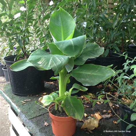 Musa Basjoo Banana Tree Bunkers Hill Plant Nursery
