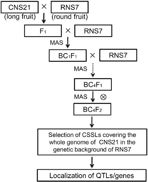 Schematic Illustration For The Construction Of Chromosome Segment Download Scientific Diagram