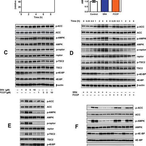 Representative Ocr Profile Of The Mitochondrial Function Assay Using L6 Download Scientific