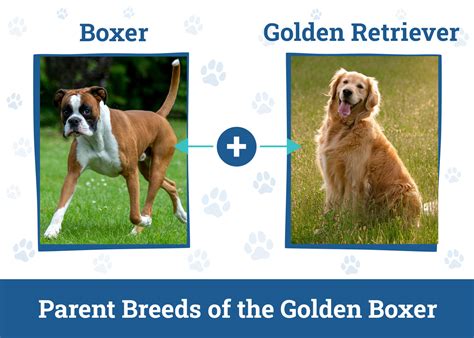 Golden Boxer Golden Retriever And Boxer Mix Info Pictures Care