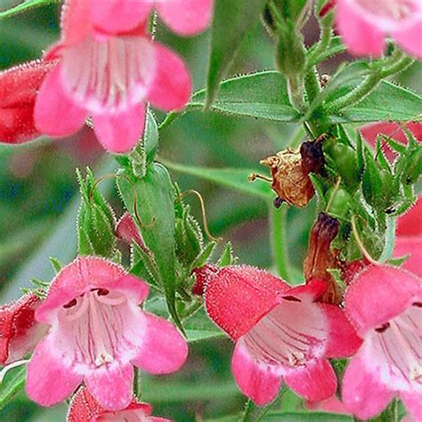 Penstemon X Mexicali Red Rocks Beardtongue Siteone