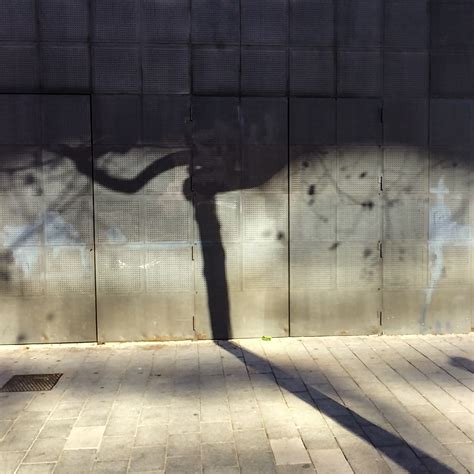 Tree Shadow On Behance