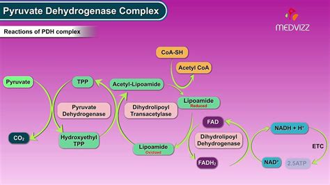 Pyruvate Dehydrogenase Complex Steps Regulation And Inhibitors Usmle Biochemistry Gernal