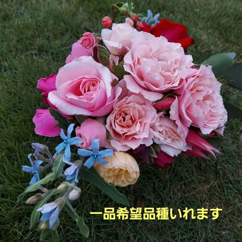 薔薇剪定枝25本～30本木立、シュラブ多め メルカリ